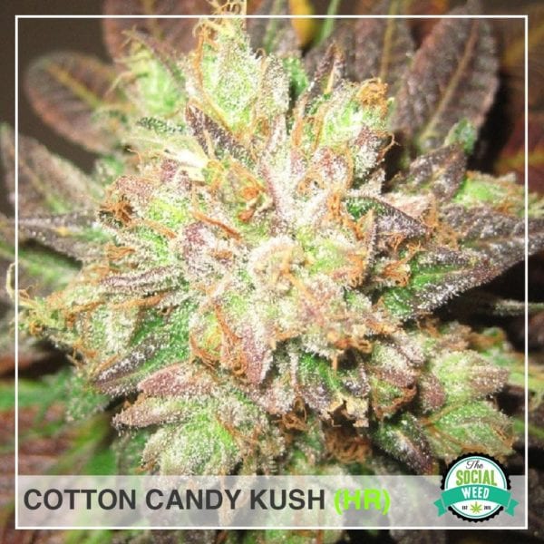 Cotton Candy Kush Strain - The Social Weed