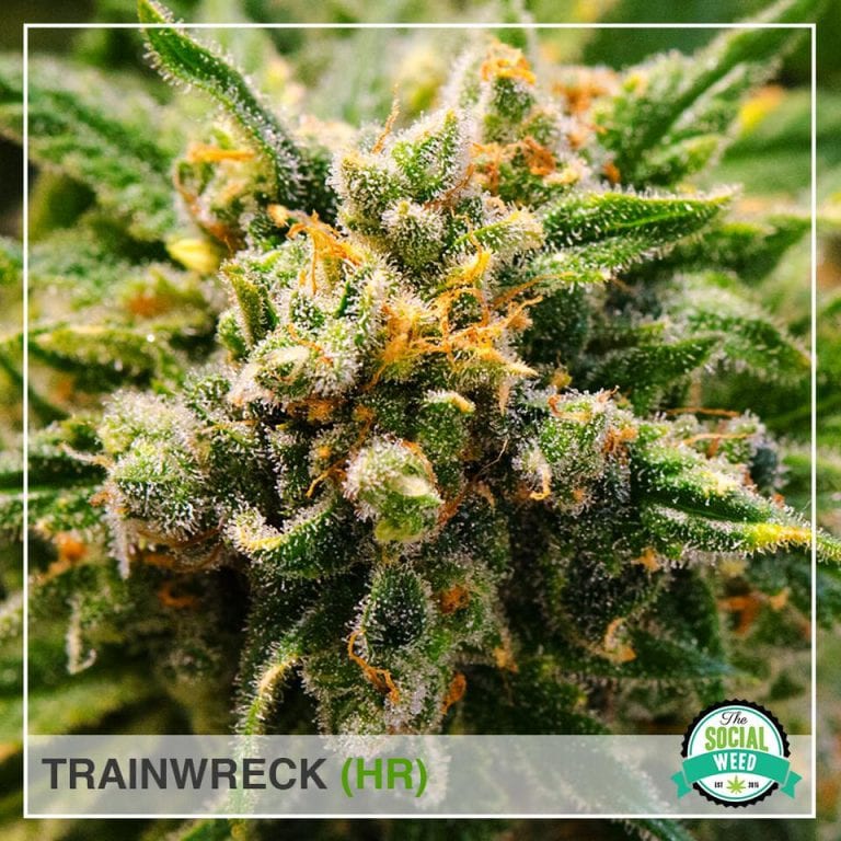 Trainwreck - The Social Weed