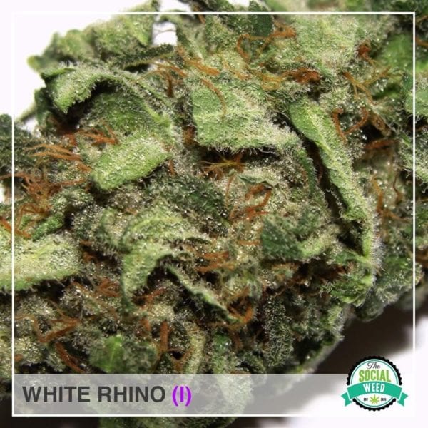White Rhino - The Social Weed