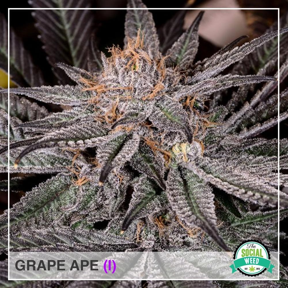 Cannabis Strains, Marijuana Strains - The Social Weed