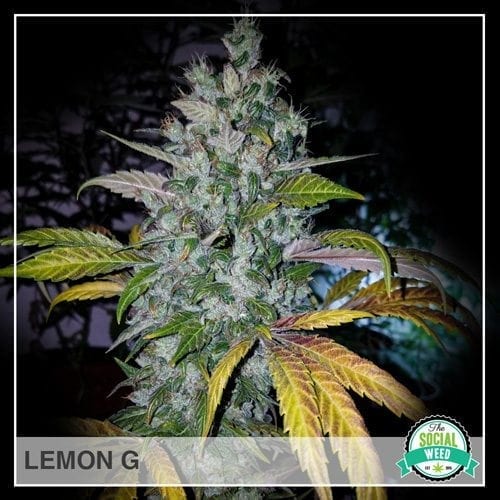 Lemon G - The Social Weed