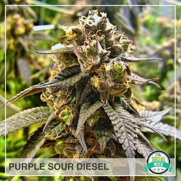 Purple Sour Diesel - The Social Weed