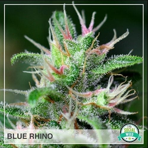 Blue Rhino - The Social Weed