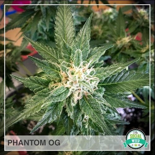 Phantom OG - The Social Weed