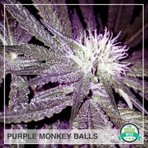 Purple Monkey Balls - The Social Weed