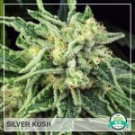 Silver Kush - The Social Weed
