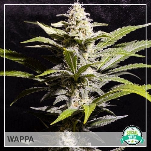 Wappa - The Social Weed